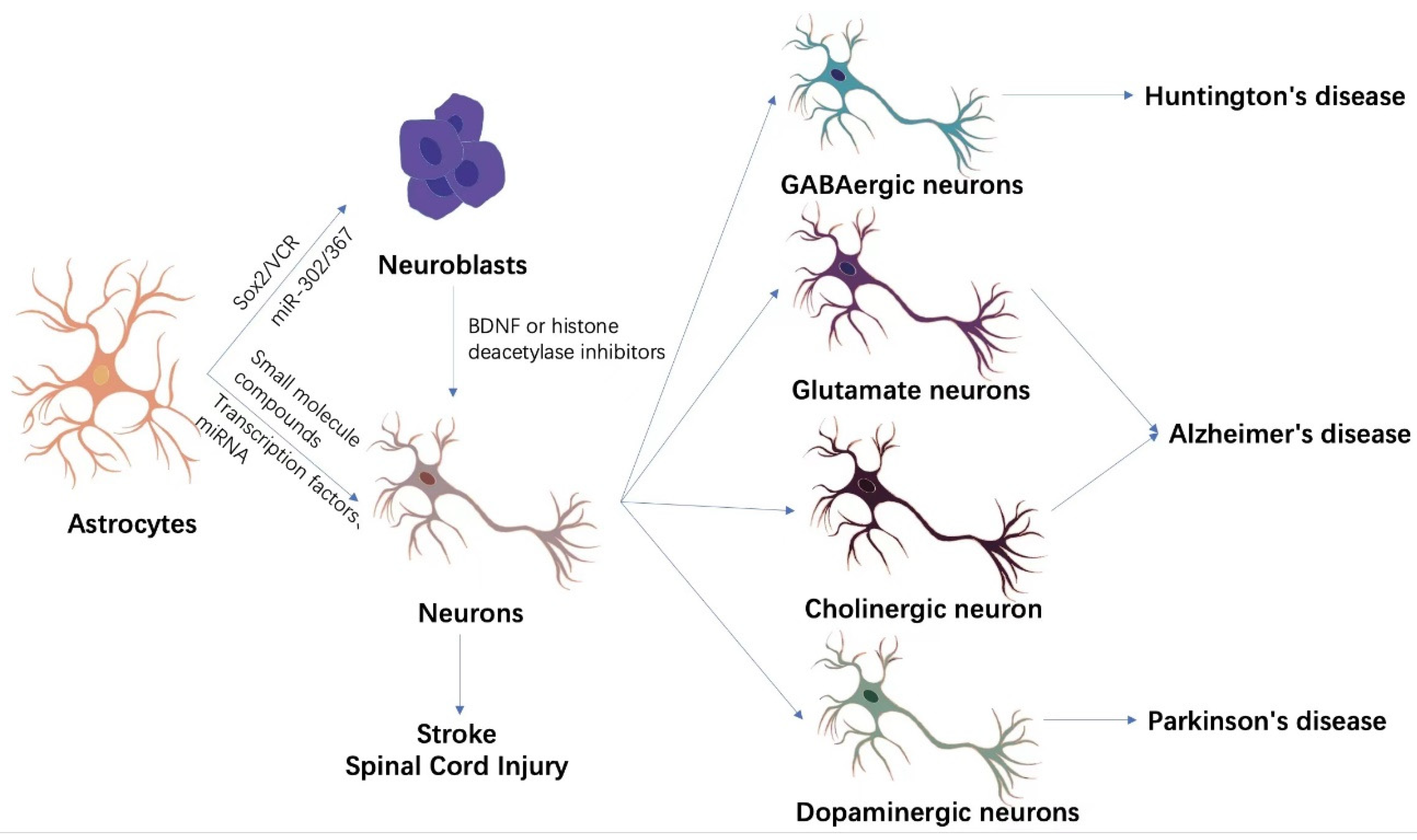 Astrocytes And Neurons