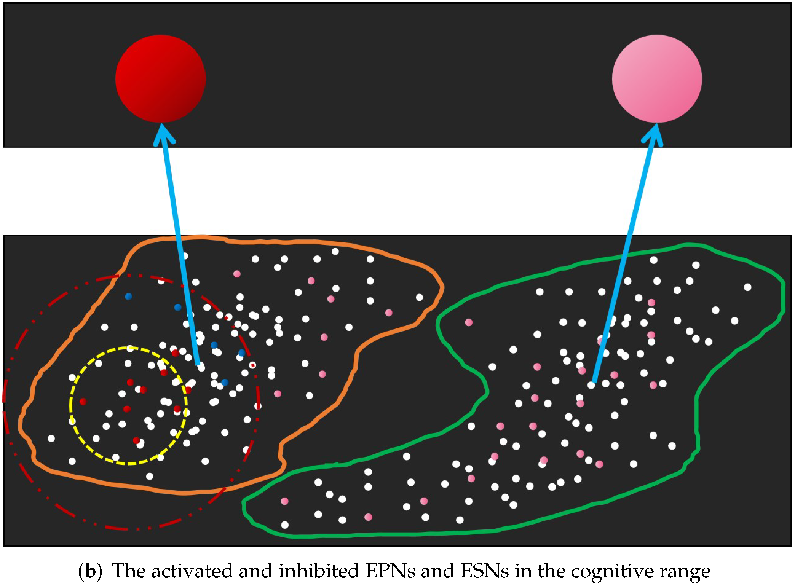 Applying the Properties of Neurons in Machine Learning: A Brain-like ...