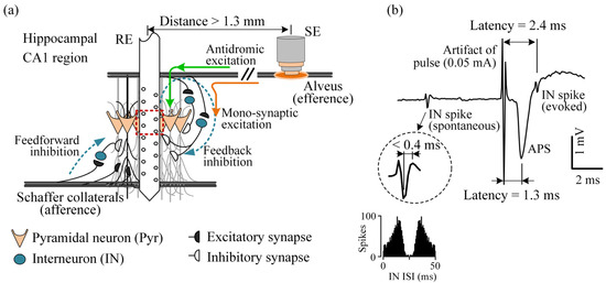 Activating Interneurons in Local Inhibitory Circuits by High-Frequency Stimulations at the ...