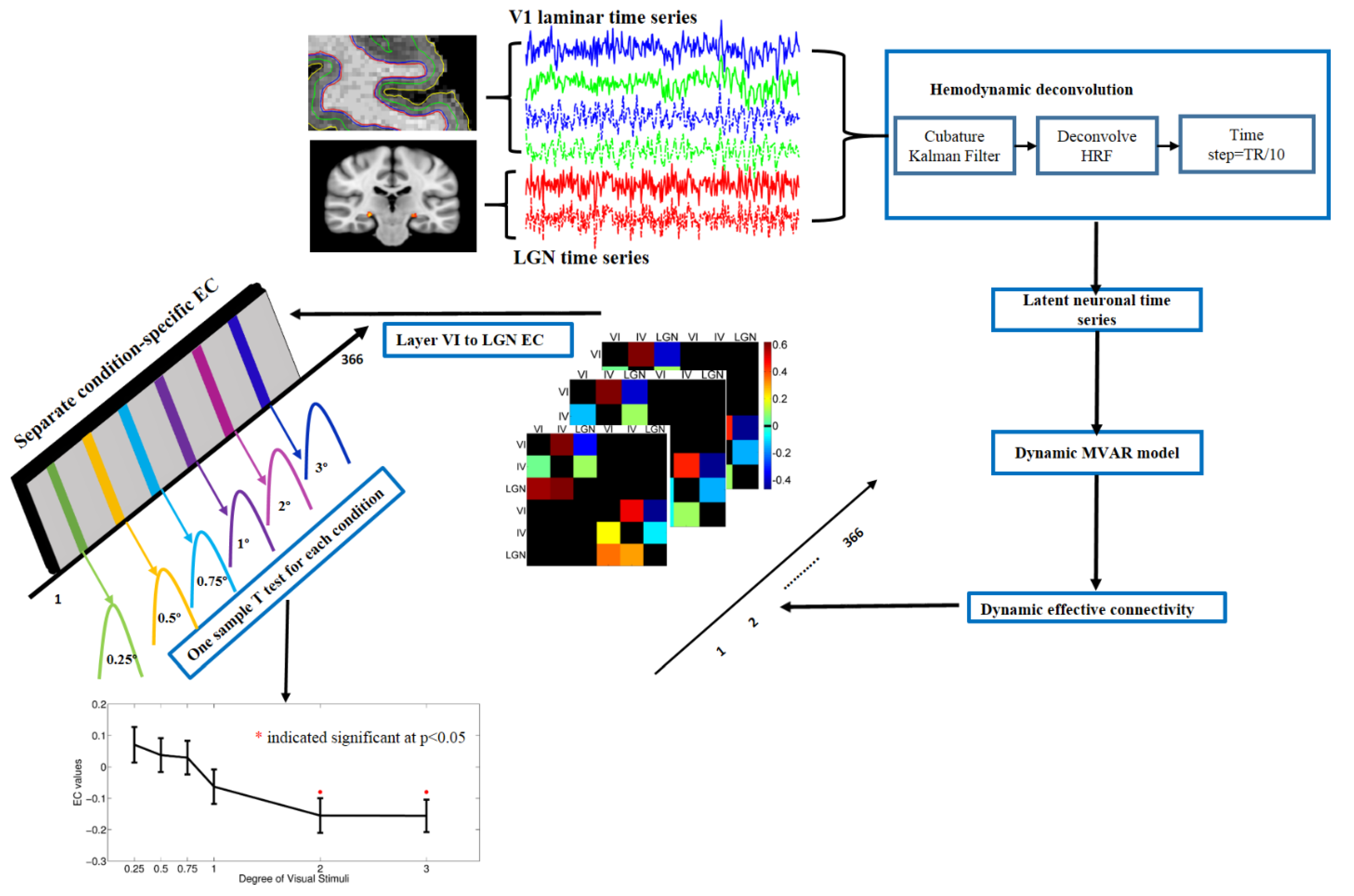 Noninvasive Characterization of Functional Pathways in Layer-Specific Microcircuits of the Human ...