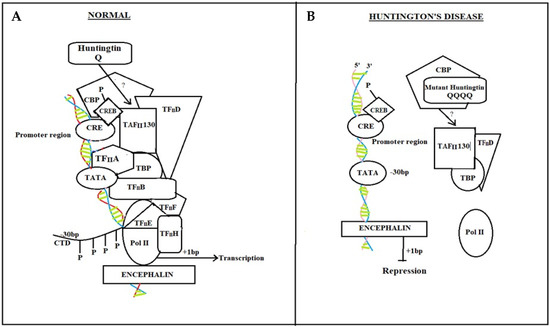 Pathogenesis of Huntington’s Disease: An Emphasis on Molecular Pathways ...