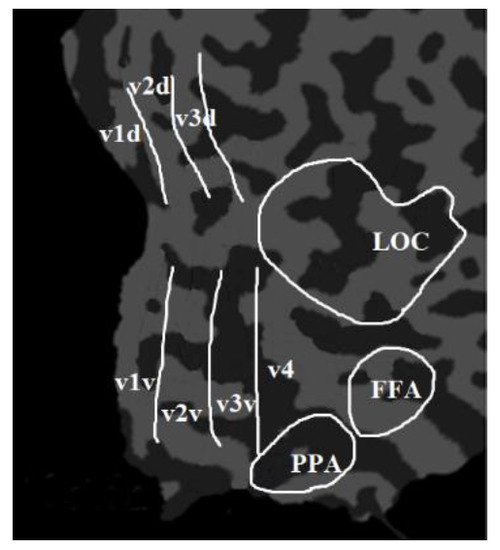 Brain Sciences | Free Full-Text | Decoding Visual fMRI Stimuli from Human Brain Based on Graph ...