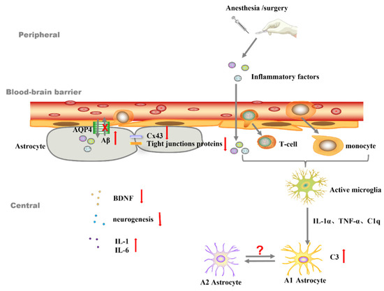 The Role of Astrocytes in the Mechanism of Perioperative Neurocognitive ...