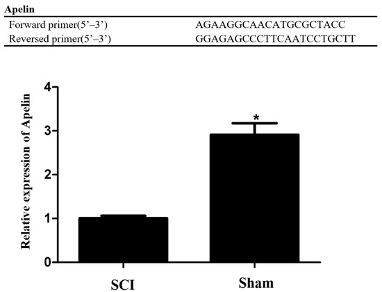 Apelin-13 Protects Neurons by Attenuating Early-Stage Postspinal Cord ...