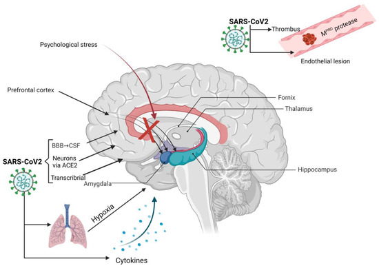 Neurological Manifestations of SARS-CoV2 Infection: A Narrative Review