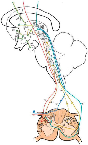 Neurosurgical Treatment of Pain