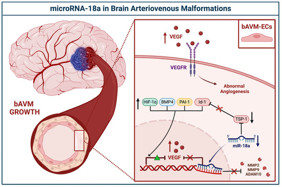 Brain AVMs-Related microRNAs: Machine Learning Algorithm for Expression ...