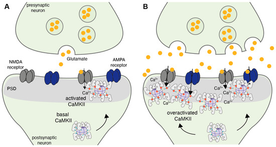 CaMKIIα as a Promising Drug Target for Ischemic Grey Matter