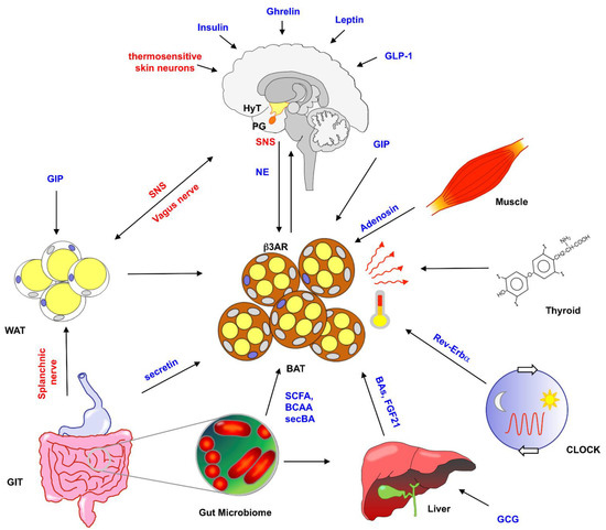 Brain-to-BAT - and Back?: Crosstalk between the Central Nervous System ...