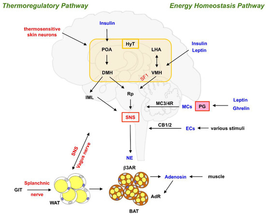 Brain-to-BAT - and Back?: Crosstalk between the Central Nervous System ...