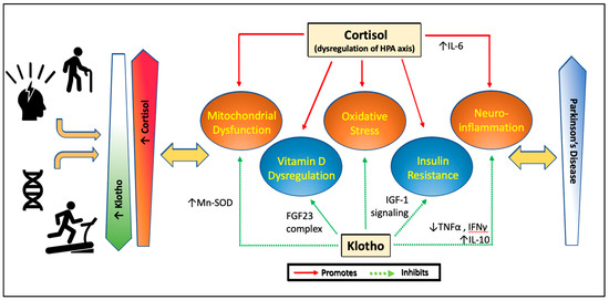 The Interrelated Multifactorial Actions of Cortisol and Klotho: Potential Implications in the ...