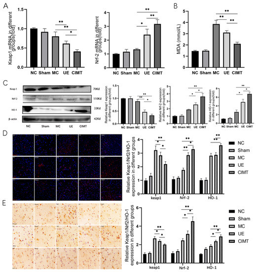 Comparison of the Effects of Constraint-Induced Movement Therapy and ...