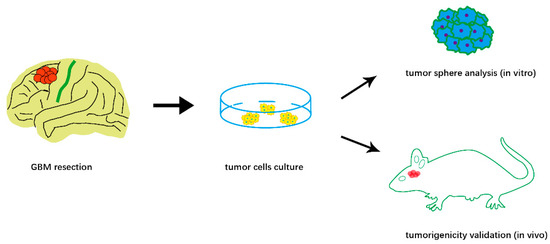 Pathogenesis Study of Glioma: From Glioma Stem Cells, Genomic Tags, to ...
