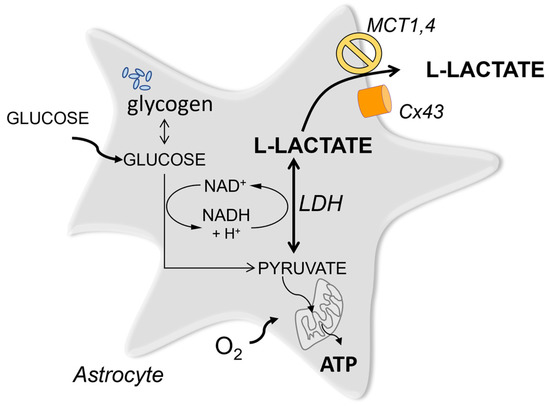 Lactate-Mediated Signaling in the Brain—An Update