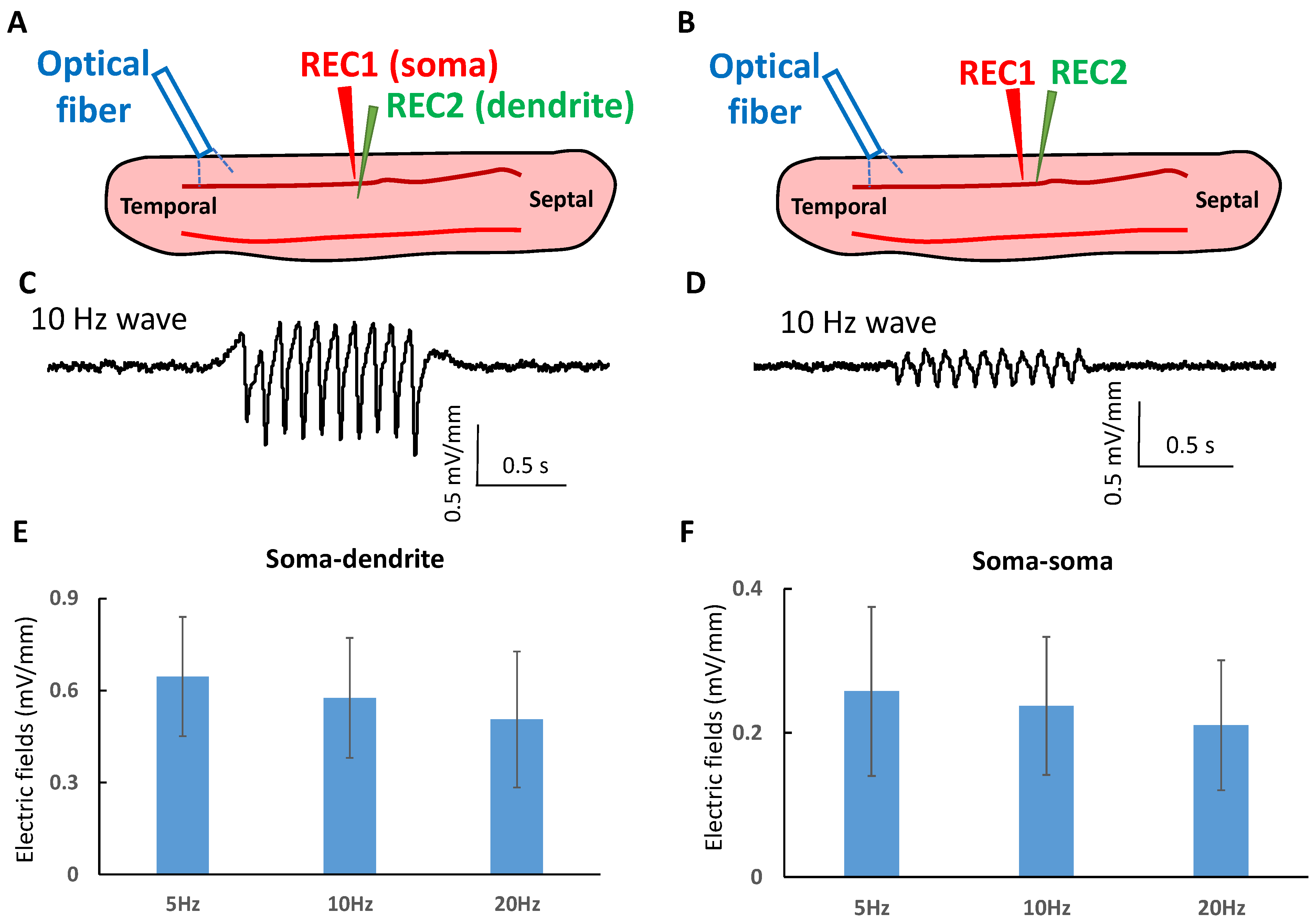 Subthreshold Oscillating Waves in Neural Tissue Propagate by Volume ...