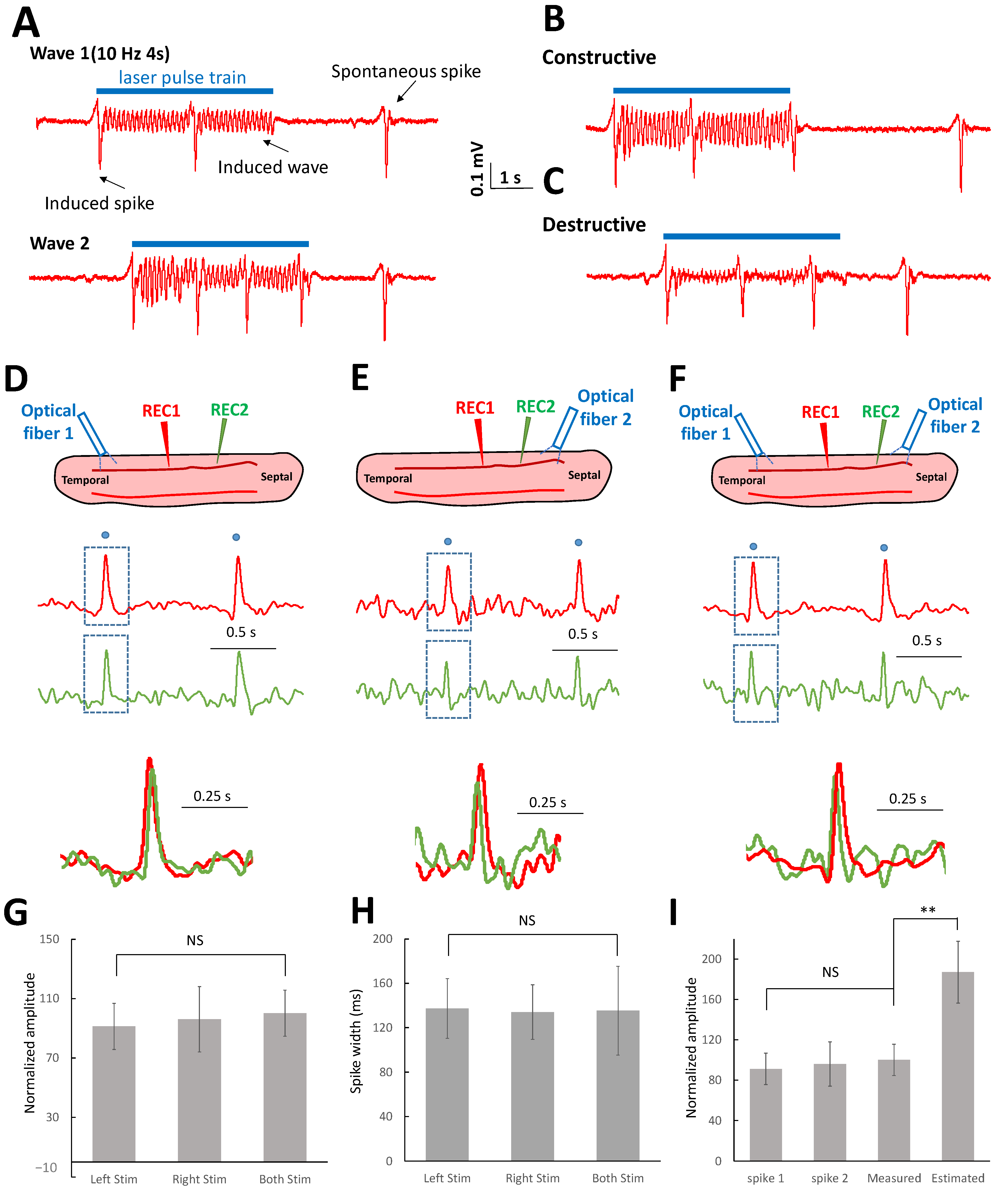 Subthreshold Oscillating Waves in Neural Tissue Propagate by Volume ...