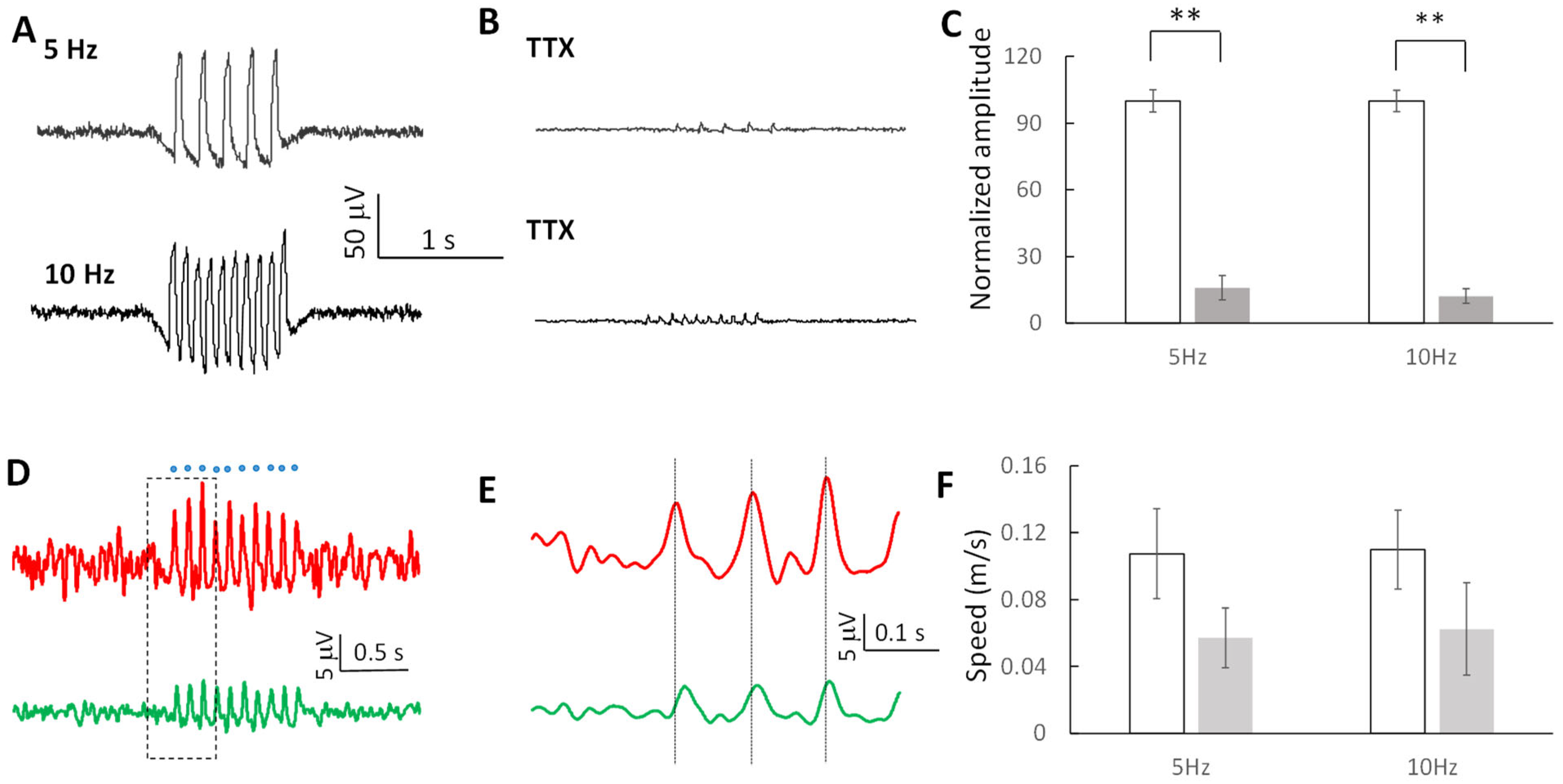 Subthreshold Oscillating Waves in Neural Tissue Propagate by Volume ...