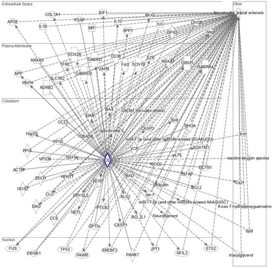 The Role of Superoxide Dismutase 1 in Amyotrophic Lateral Sclerosis ...