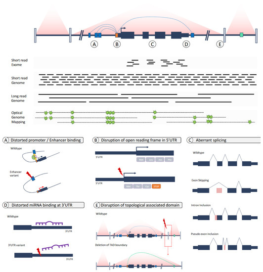 The Genetics of Intellectual Disability