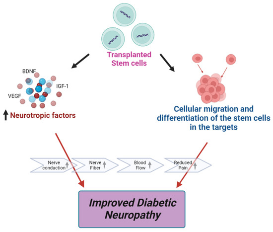 Stem Cell Therapy in Diabetic Polyneuropathy: Recent Advancements and ...