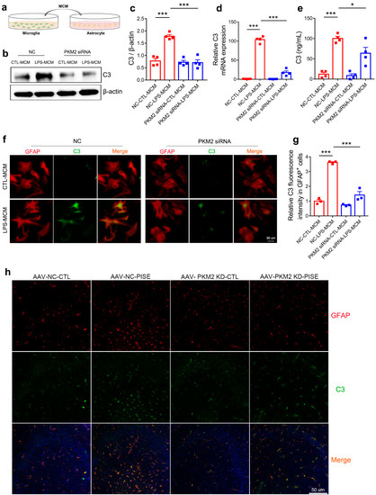 Microglia PKM2 Mediates Neuroinflammation and Neuron Loss in Mice ...