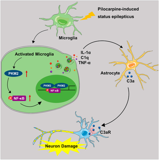 Microglia PKM2 Mediates Neuroinflammation and Neuron Loss in Mice ...