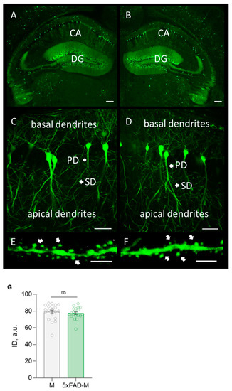 A Transgenic 5xFAD-M Line of Mice for Dendritic Spine Morphology ...