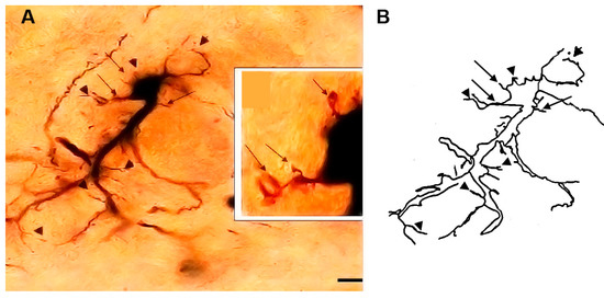 Neuronal Cell Types in the Spinal Trigeminal Nucleus of the Camel Brain
