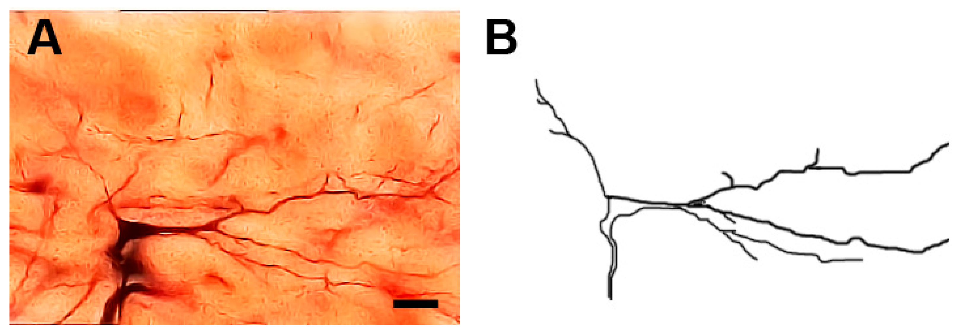 Neuronal Cell Types in the Spinal Trigeminal Nucleus of the Camel Brain