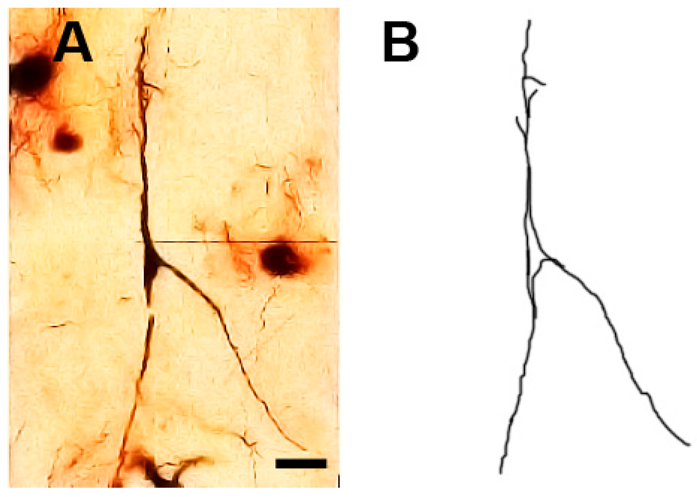 Neuronal Cell Types in the Spinal Trigeminal Nucleus of the Camel Brain