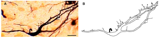 Neuronal Cell Types in the Spinal Trigeminal Nucleus of the Camel Brain