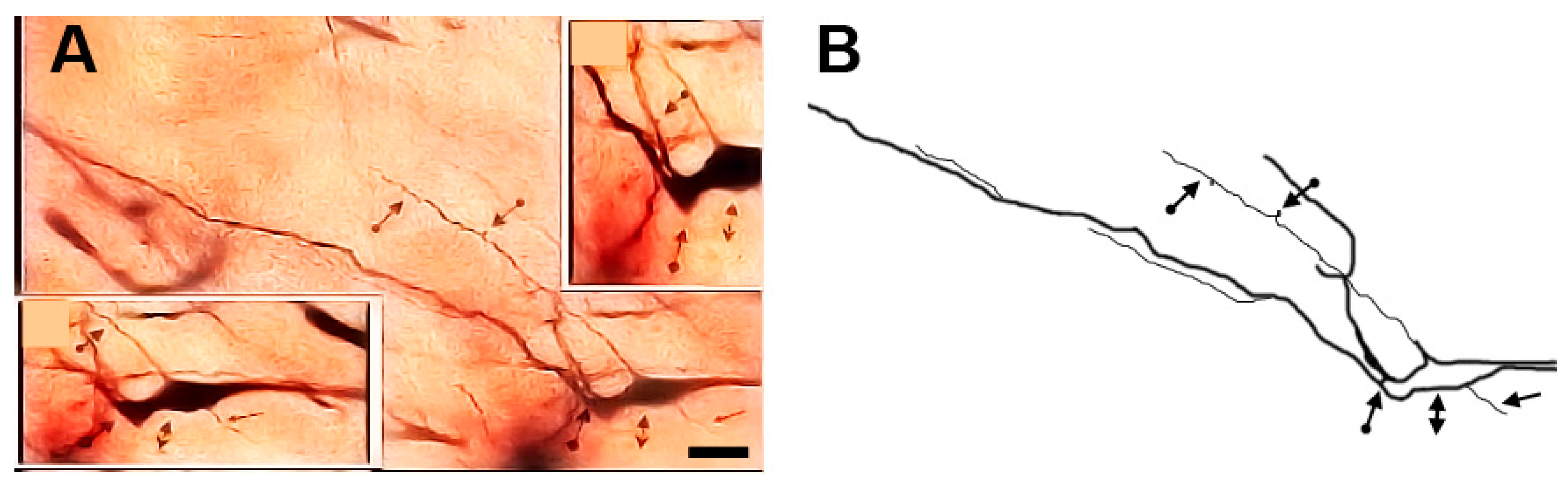 Neuronal Cell Types in the Spinal Trigeminal Nucleus of the Camel Brain