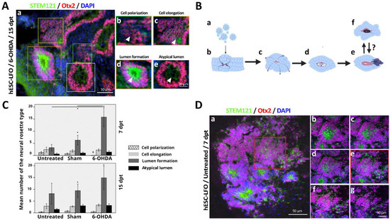 Embryoid Body Cells from Human Embryonic Stem Cells Overexpressing ...