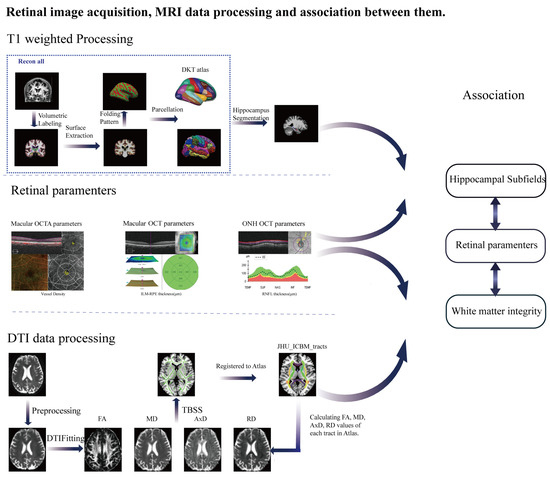 Retinal Alterations as Potential Biomarkers of Structural Brain Changes ...