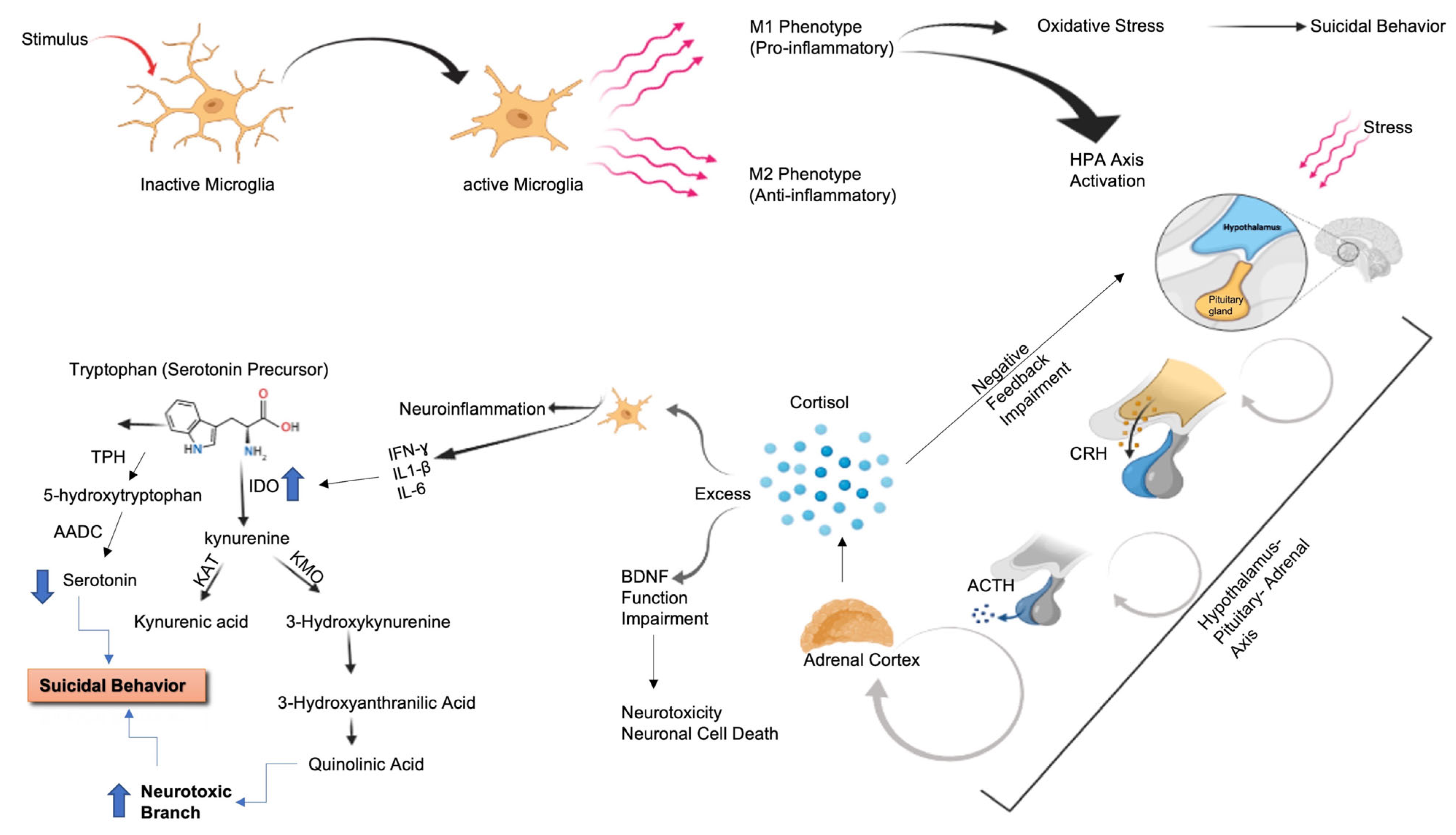 Biological Factors Underpinning Suicidal Behaviour: An Update