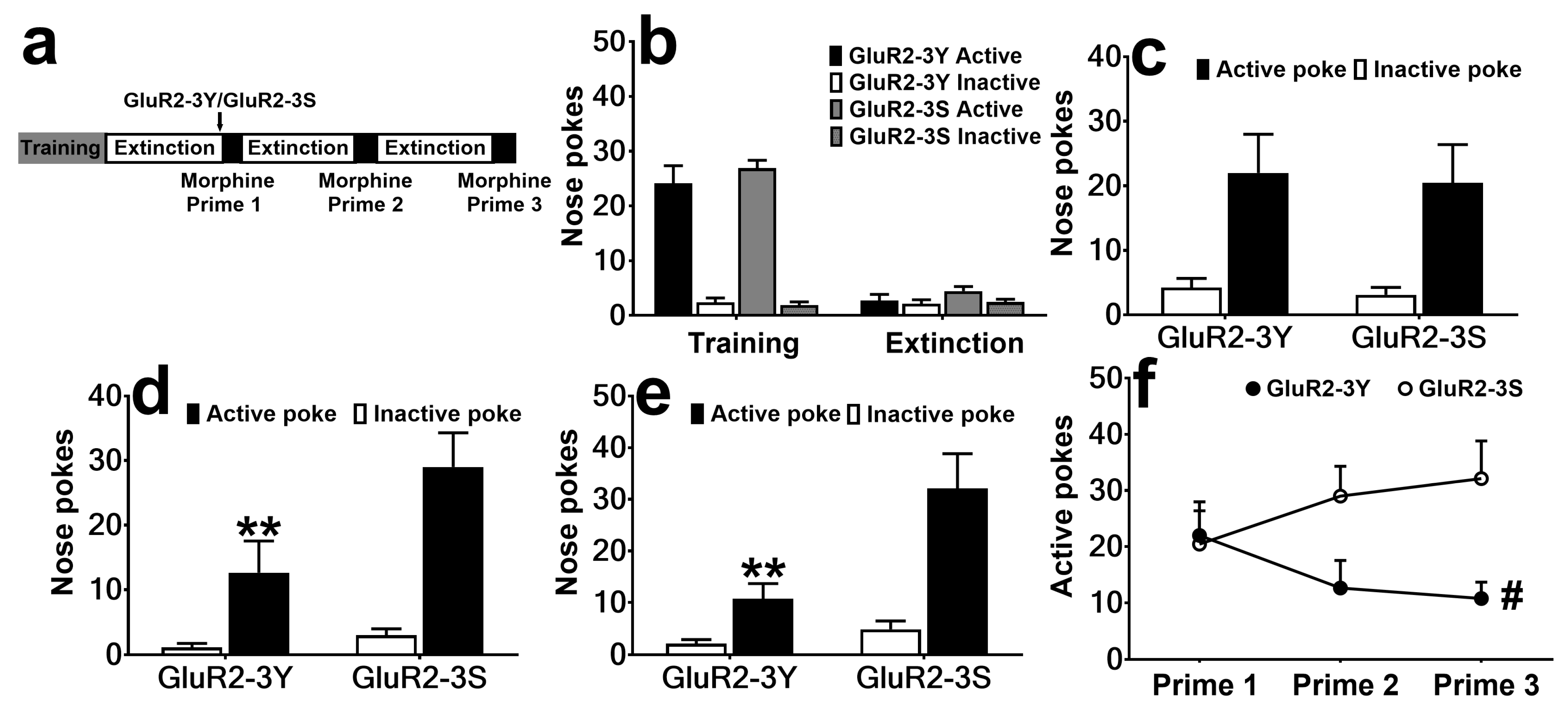 Intravenous Injection of GluR2-3Y Inhibits Repeated Morphine-Primed ...