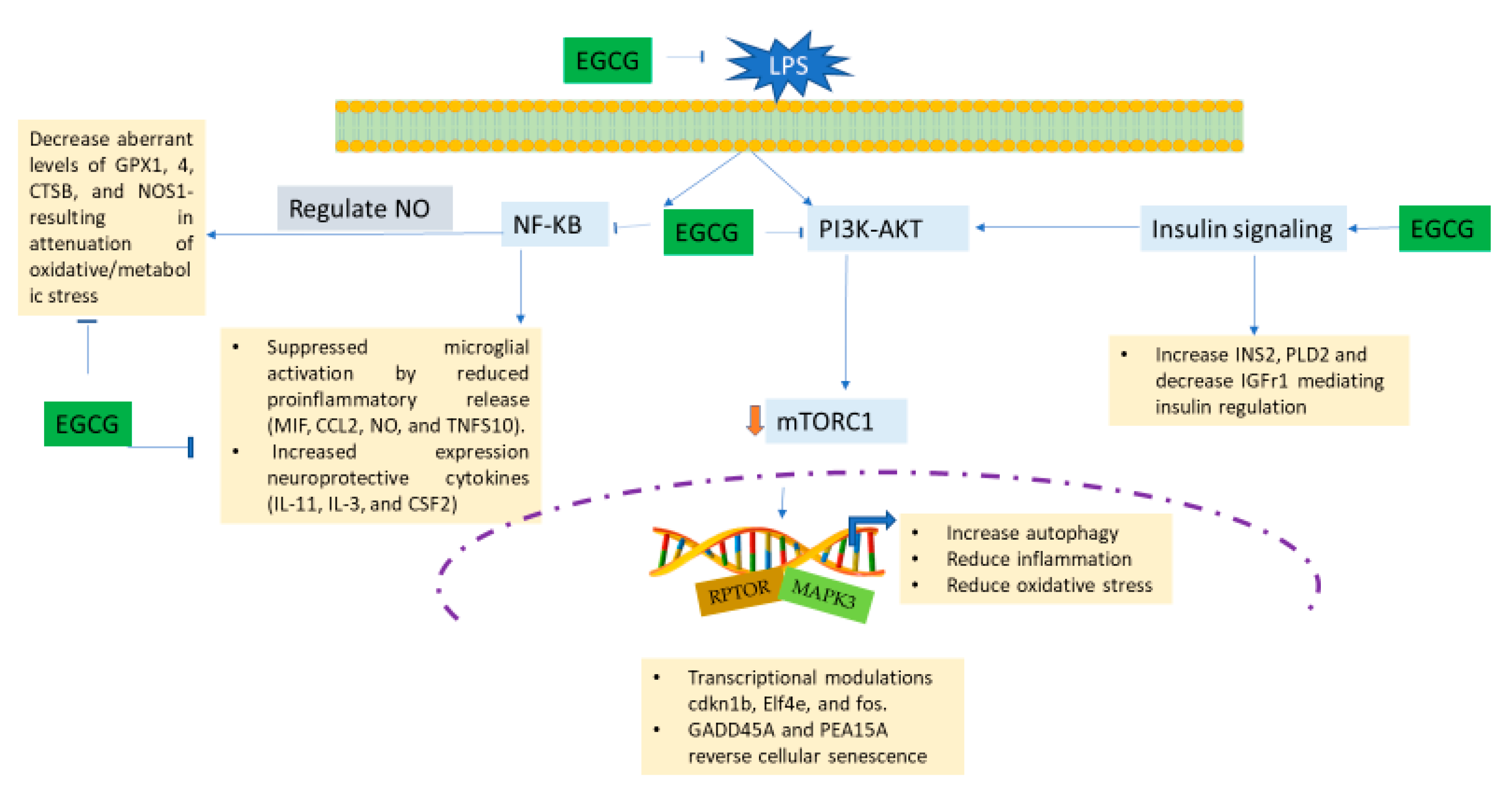Molecular Mechanisms of the Anti-Inflammatory Effects of Epigallocatechin 3-Gallate (EGCG) in ...