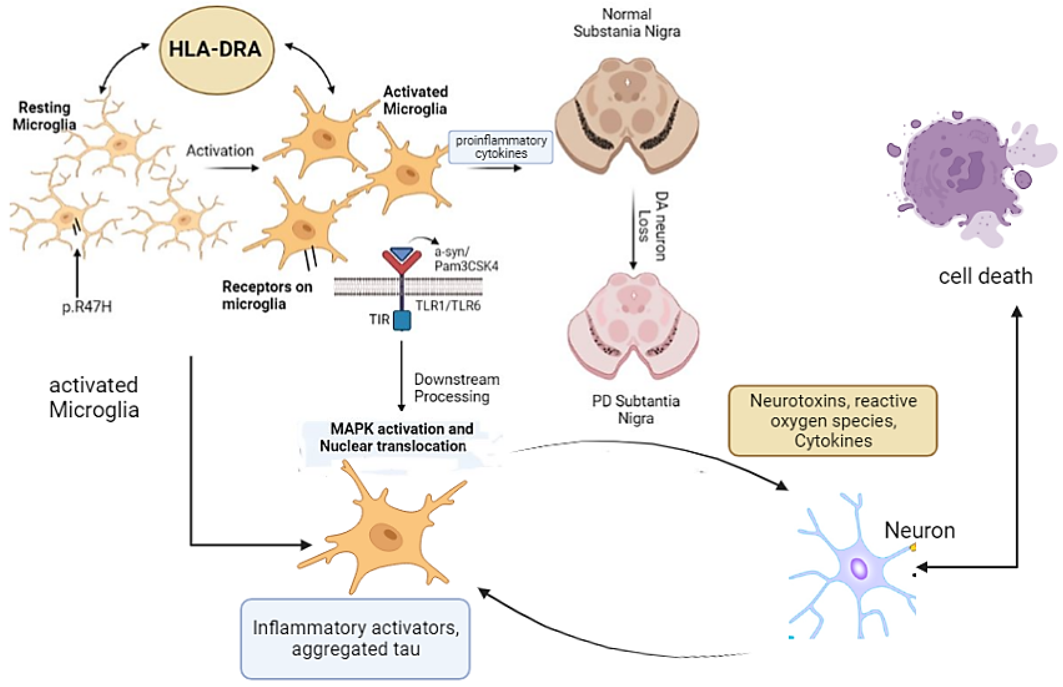 Microglia Neuron Microglia Neuron