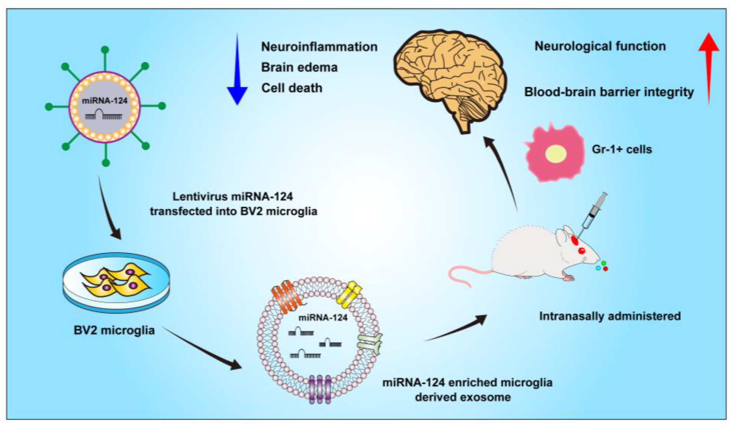 Intranasal Delivery of Gene-Edited Microglial Exosomes Improves Neurological Outcomes after ...