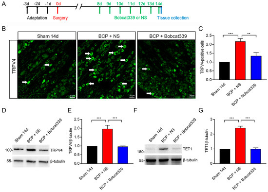 TET1-TRPV4 Signaling Contributes to Bone Cancer Pain in Rats