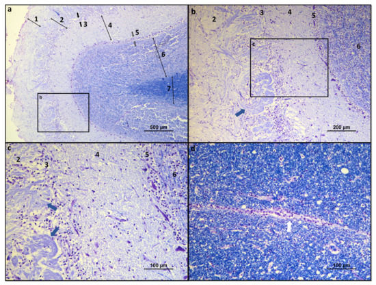 The Olfactory Bulb in Companion Animals—Anatomy, Physiology, and ...