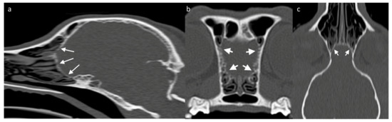 The Olfactory Bulb in Companion Animals—Anatomy, Physiology, and ...