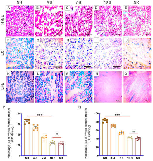Surgically Induced Demyelination in Rat Sciatic Nerve