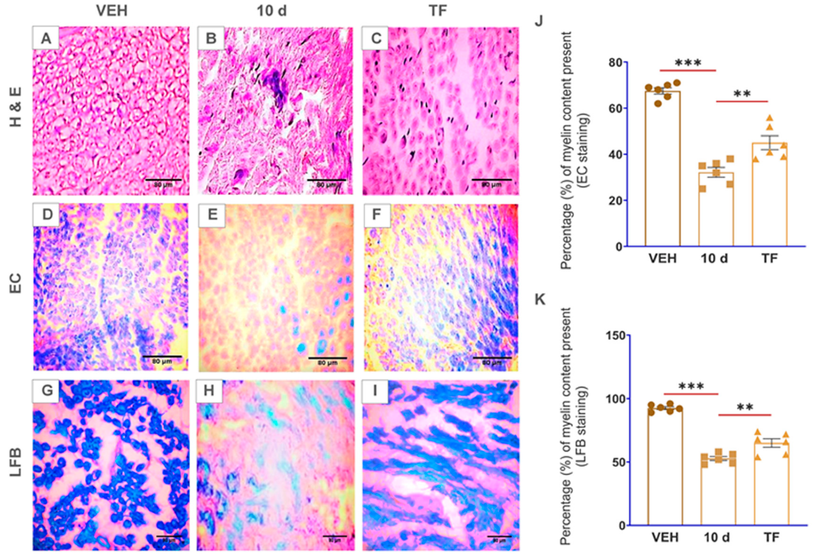 Surgically Induced Demyelination in Rat Sciatic Nerve