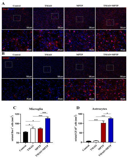 Trimethylamine N-Oxide Exacerbates Neuroinflammation and Motor ...