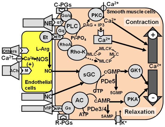 Erectile Dysfunction: Treatments, Advances and New Therapeutic Strategies