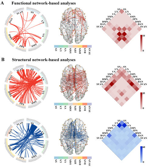 Brain Network Connectivity