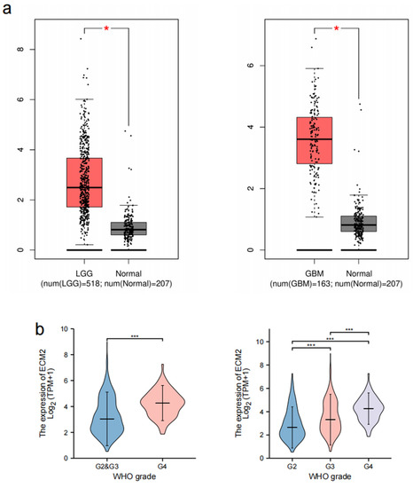High ECM2 Expression Predicts Poor Clinical Outcome and Promotes the ...