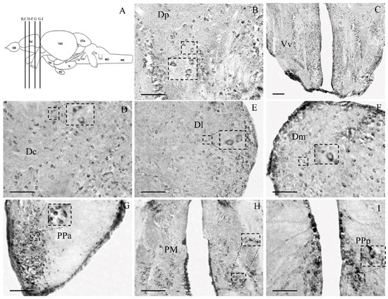 Brain Sciences | Free Full-Text | Neuronal and Astroglial Localization ...