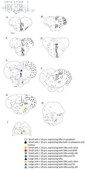Brain Sciences | Free Full-Text | Neuronal and Astroglial Localization ...